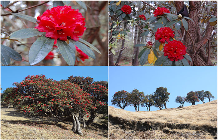 Frontiers | Comprehensive Biochemical, Physiological, and ...