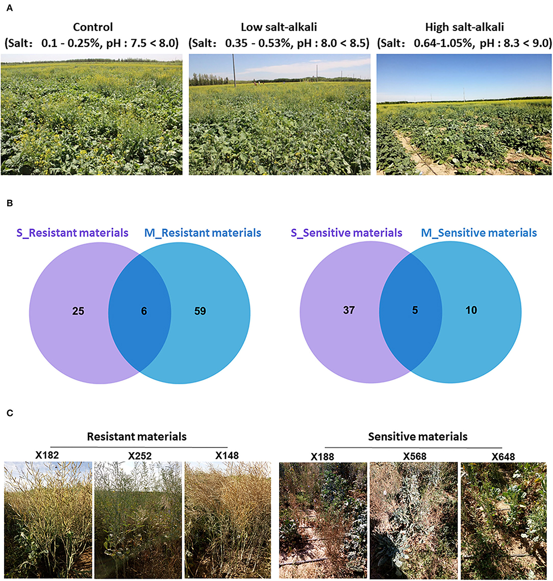 Frontiers | Genome-Wide Association Studies of Salt-Alkali Tolerance at ...