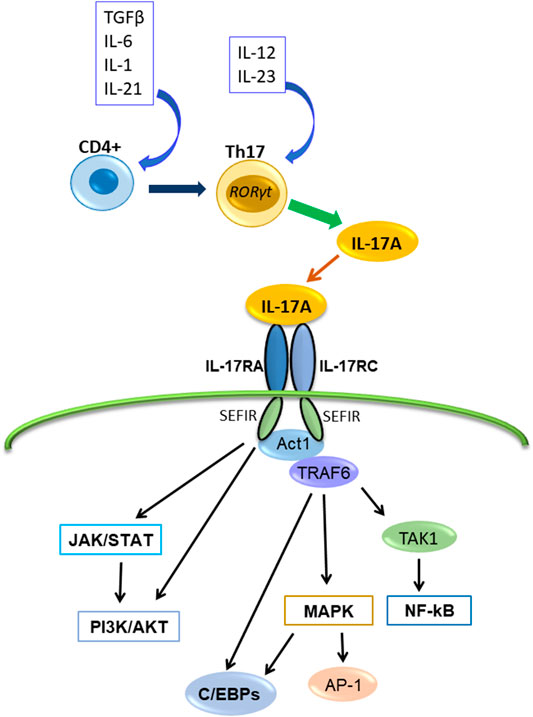 Frontiers | The Role of IL-17-Mediated Inflammatory Processes in the Pathogenesis of ...