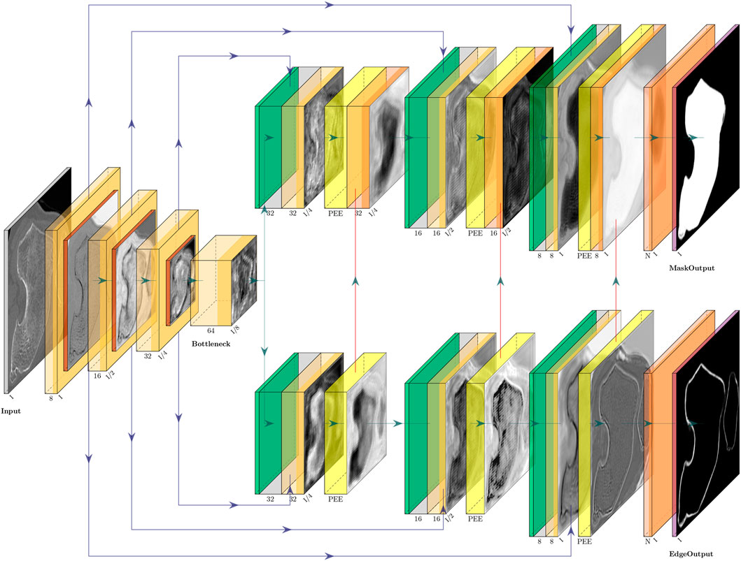 Frontiers | CEL-Unet: Distance Weighted Maps and Multi-Scale Pyramidal ...