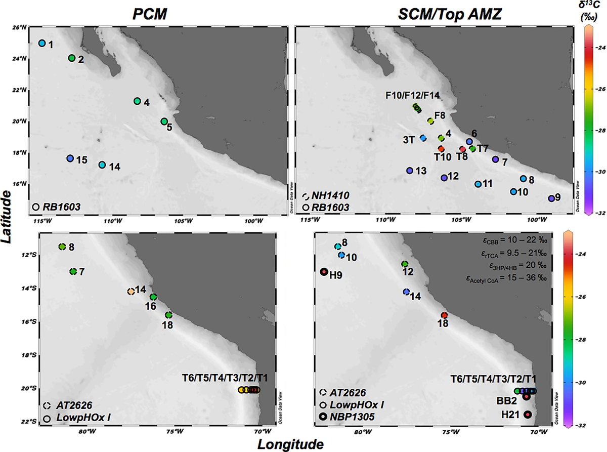 Frontiers | Carbon Assimilation by the Picoplanktonic Community ...