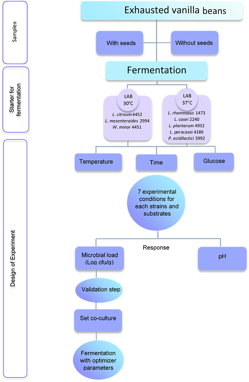 Frontiers | Exploring the Potential of Lactic Acid Fermentation for the ...