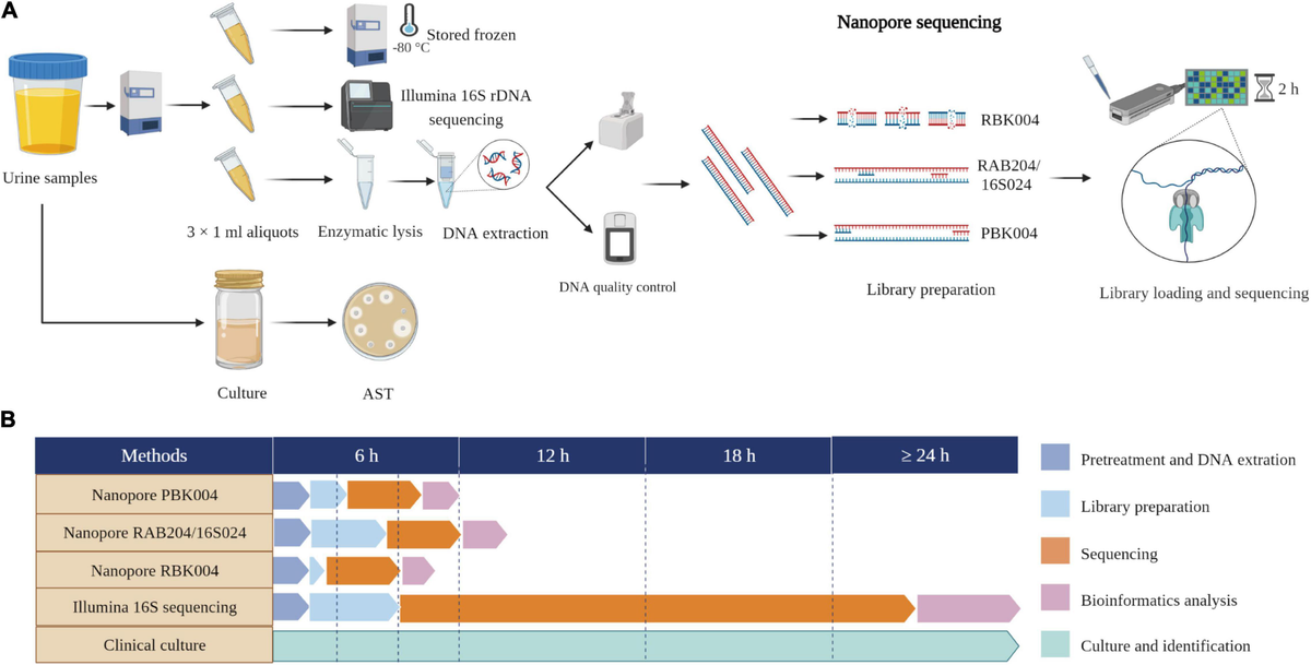 Frontiers | Rapid Detection of Bacterial Pathogens and Antimicrobial ...