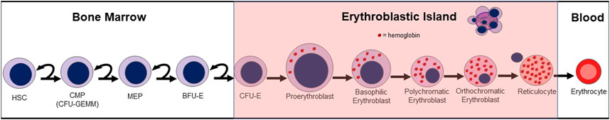 Frontiers | Adrenergic Modulation of Erythropoiesis After Trauma