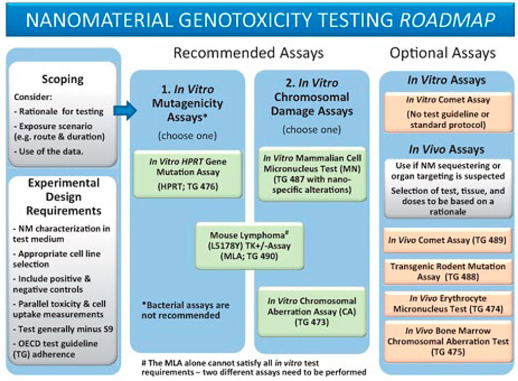 Frontiers | Common Considerations for Genotoxicity Assessment of ...