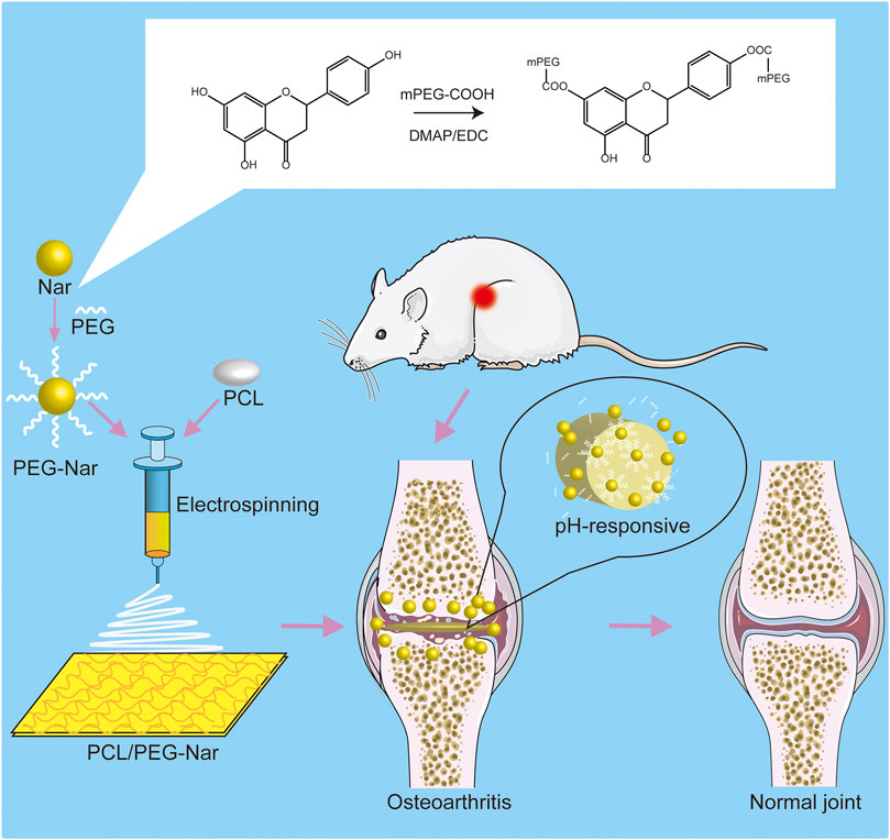 Frontiers | Application of the pH-Responsive PCL/PEG-Nar Nanofiber ...