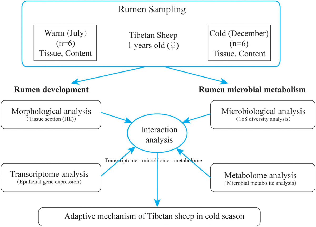 Frontiers | Multi-Omics Reveals That the Rumen Transcriptome ...