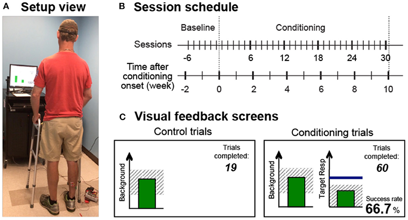 Frontiers | Operant down-conditioning of the soleus H-reflex in people ...