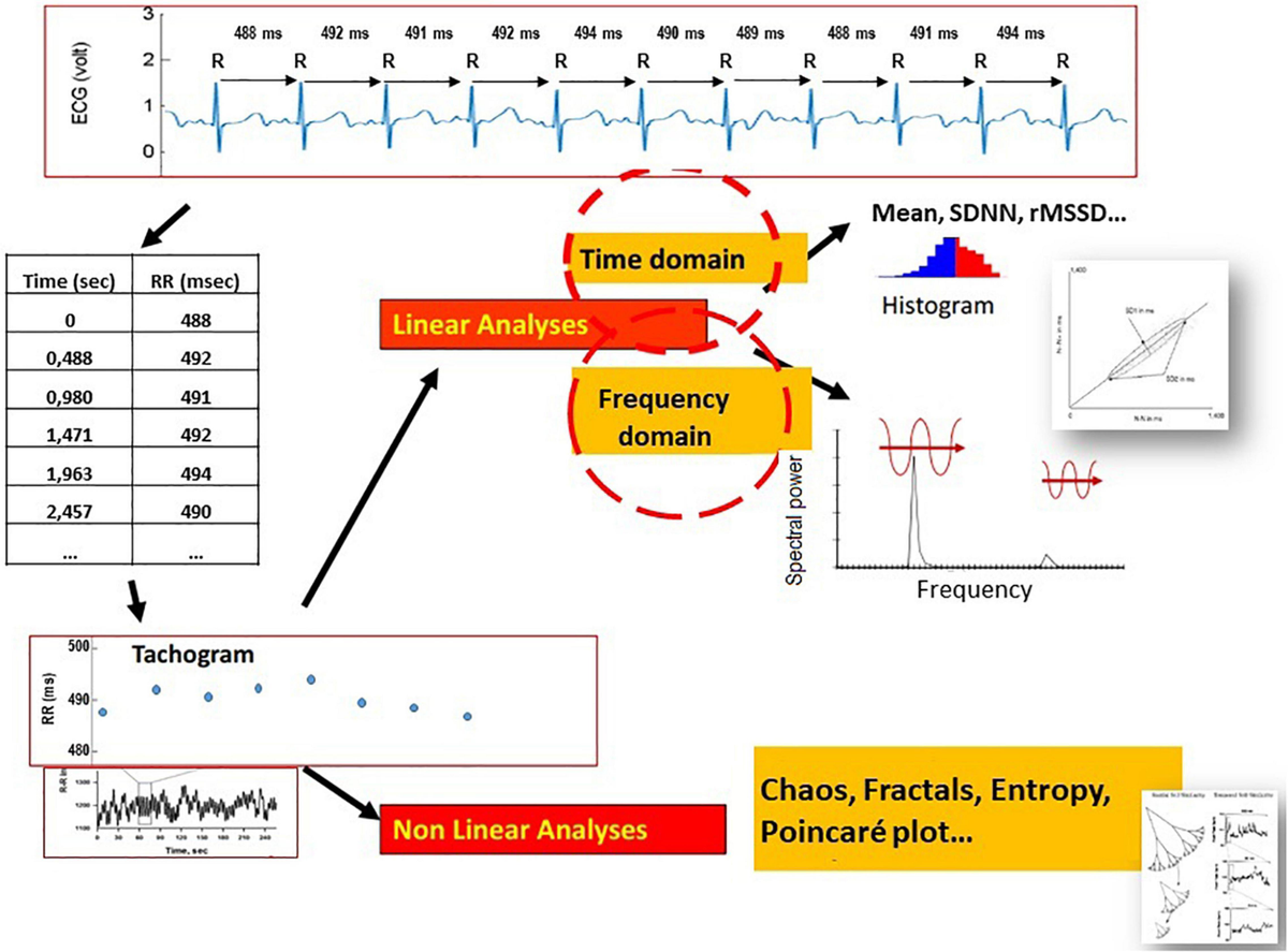 Frontiers Heart Rate Variability Analysis To Evaluate Autonomic