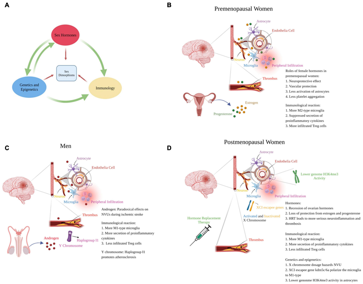 Frontiers Sex Associated Differences In Neurovascular Dysfunction