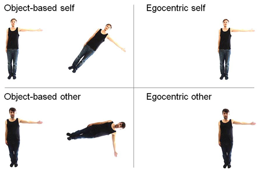 Frontiers | Embodied mental rotation: a special link between egocentric ...