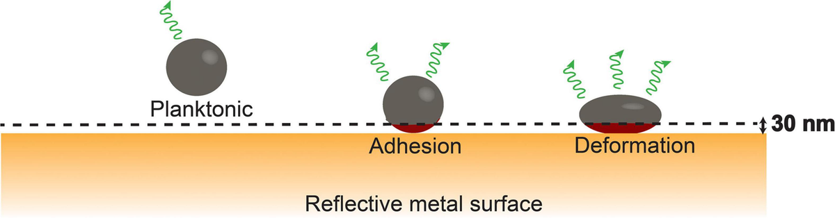Frontiers | A Comparison of the Adaptive Response of Staphylococcus ...