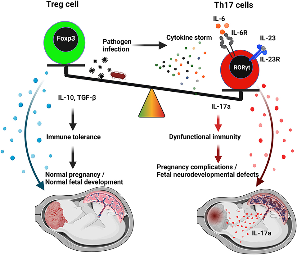 Frontiers | Viral Infections and Temporal Programming of Autism ...