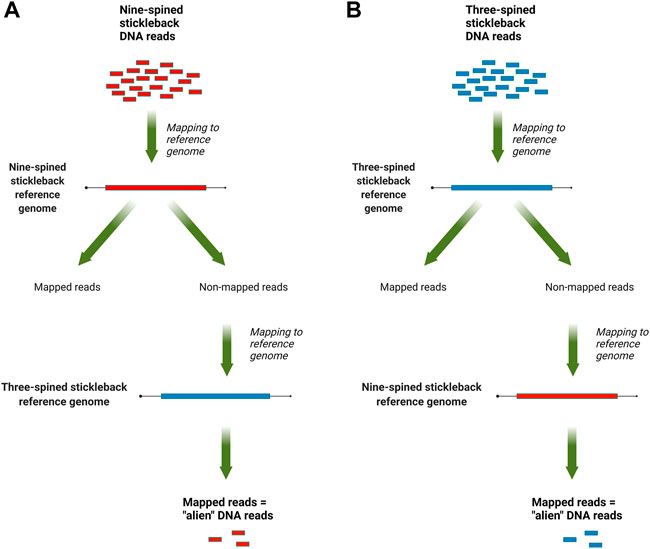 Frontiers | Intergeneric hybridization of two stickleback species leads ...