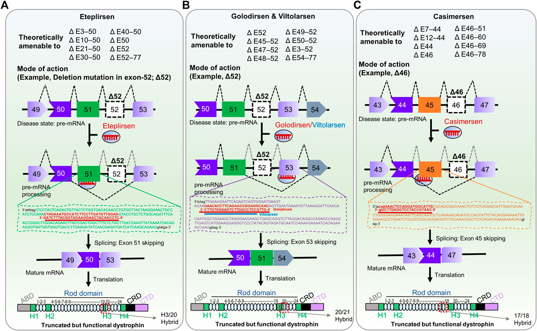 Frontiers | Development of Therapeutic RNA Manipulation for Muscular ...