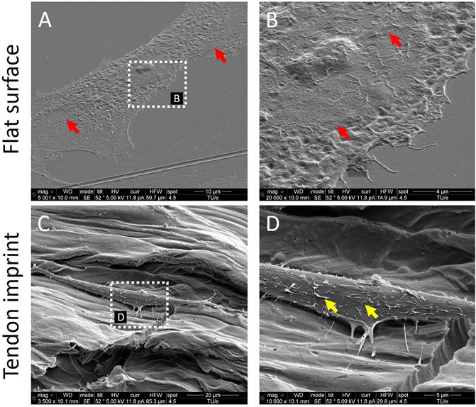 Frontiers | Cells Dynamically Adapt to Surface Geometry by Remodeling ...