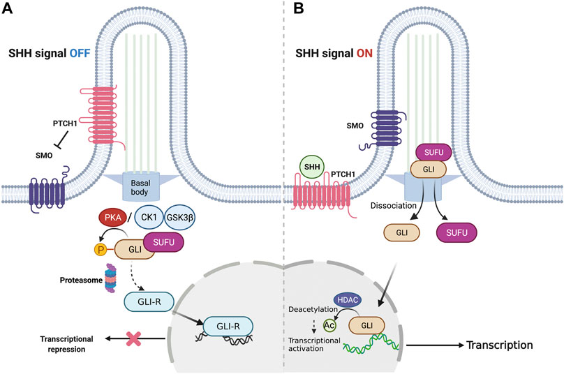Frontiers | Sonic Hedgehog Signaling in Cerebellar Development and Cancer