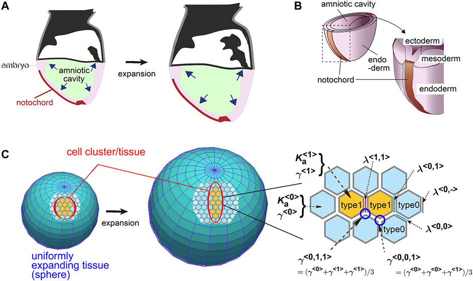 Frontiers | Differential Cellular Stiffness Contributes to Tissue ...