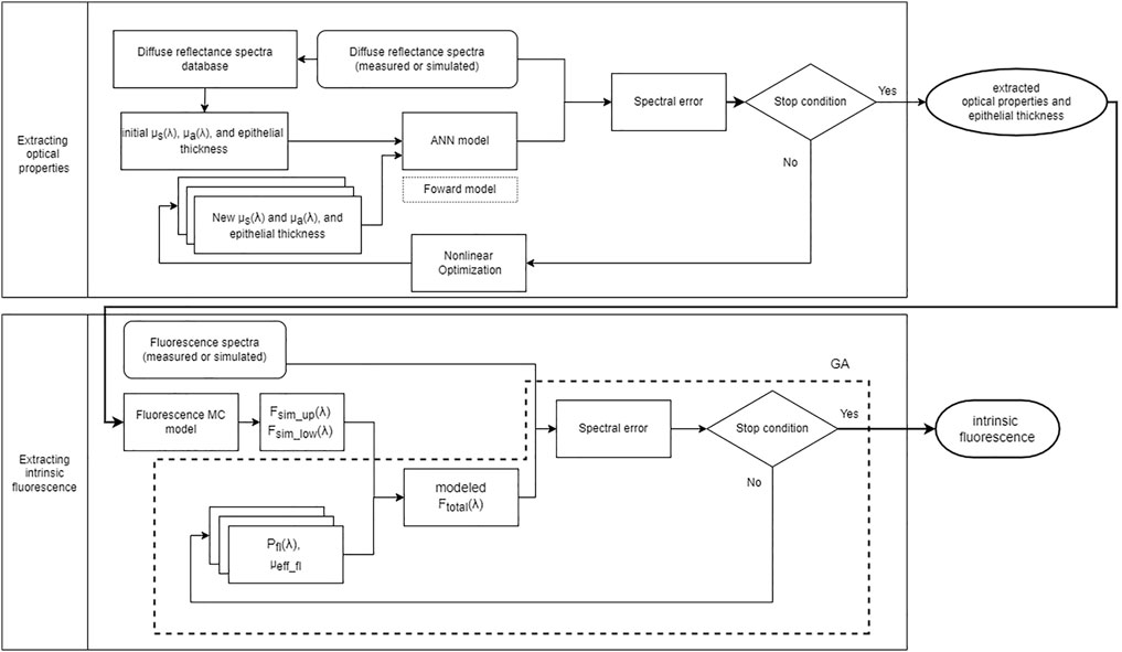 Frontiers | Non-Invasive Quantification of Layer-Specific Intrinsic Fluorescence From Mucosa of ...