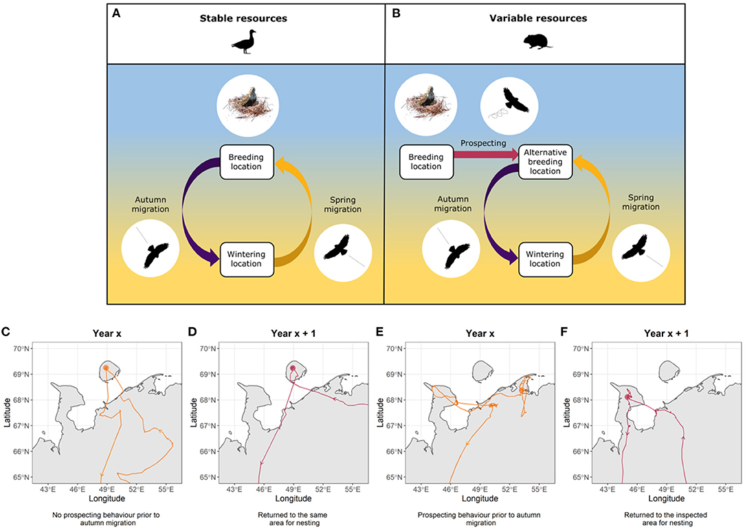 Frontiers | Arctic Migratory Raptor Selects Nesting Area During the ...