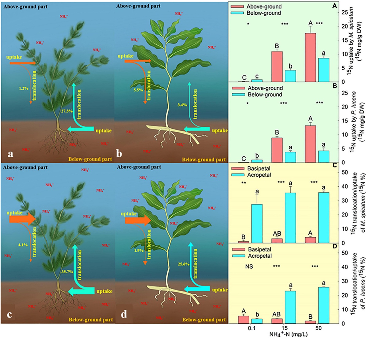Frontiers | The Above-Ground Part of Submerged Macrophytes Plays an ...