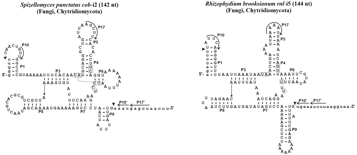 Frontiers | Refining Mitochondrial Intron Classification With ERPIN ...