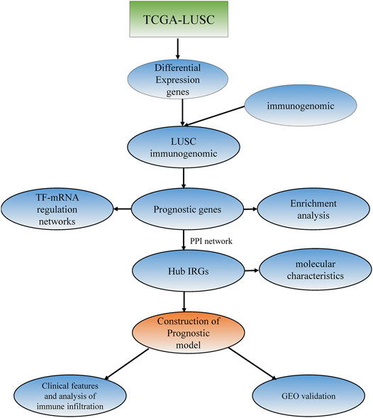 Frontiers Construction Of A Two Gene Immunogenomic Related Prognostic