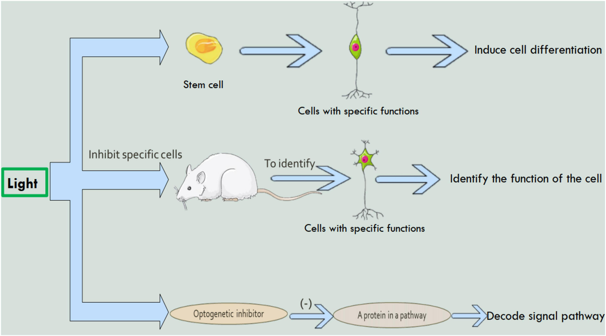 Frontiers | The Roles of Optogenetics and Technology in Neurobiology: A ...