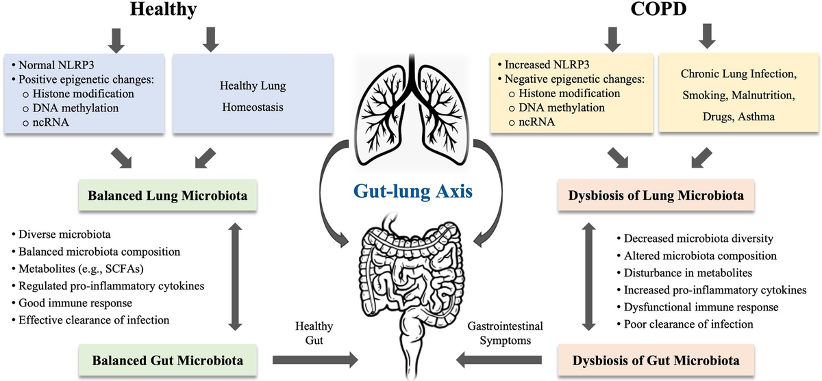 Frontiers | COPD and Gut–Lung Axis: How Microbiota and Host Inflammasome Influence COPD and ...
