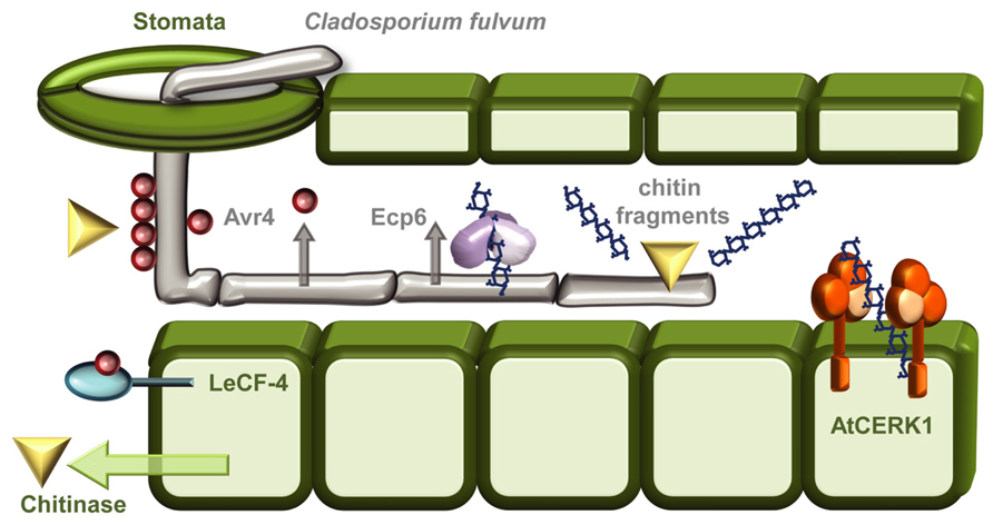 Frontiers | The role of the cell wall in plant immunity