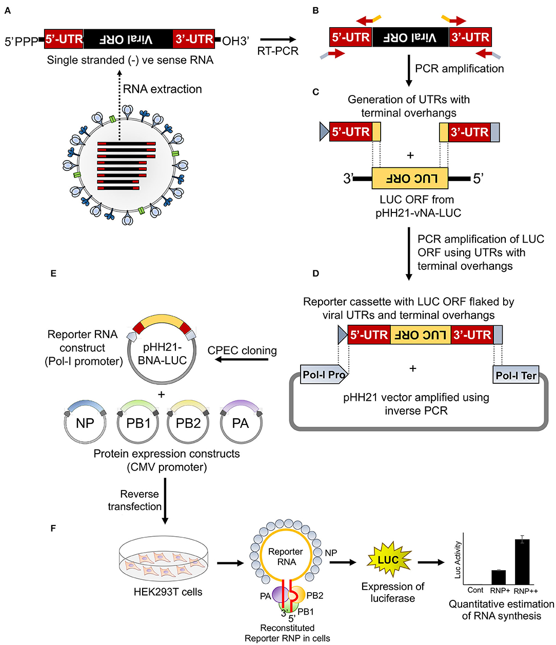 Frontiers | A Comprehensive Roadmap Towards the Generation of an ...