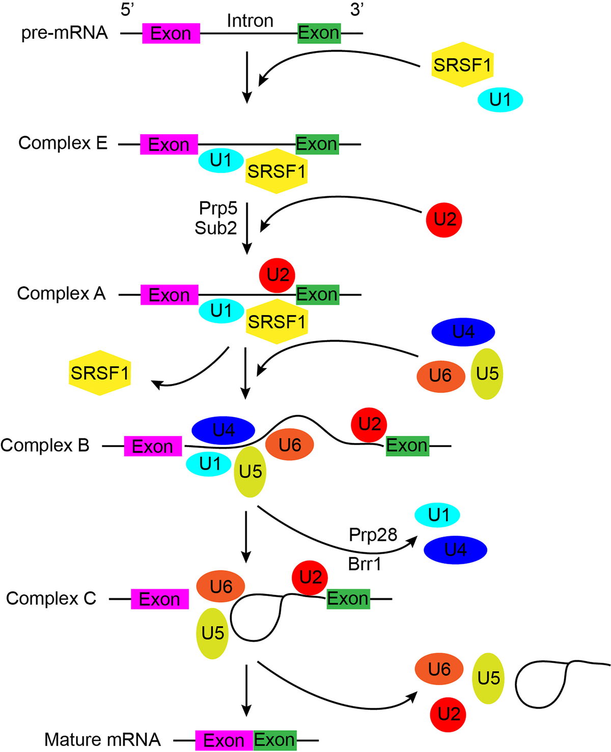 Frontiers | Therapeutic Targeting of Alternative Splicing: A New ...