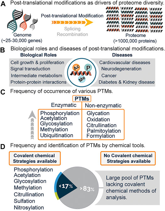Frontiers | Covalent Chemical Tools for Profiling Post-Translational ...