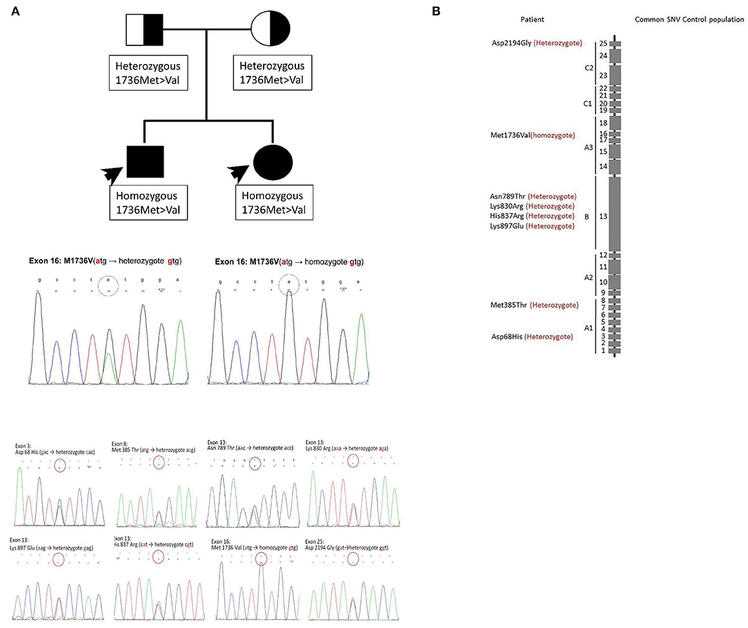 Frontiers | A Novel Phenotype of the Factor 5 Gene Mutation (Homozygote ...
