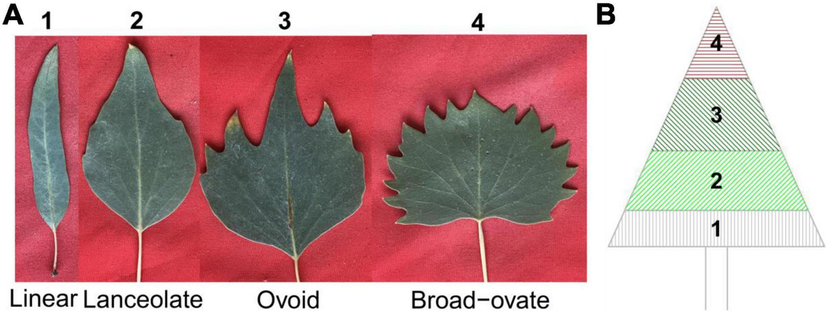 Frontiers | Genetic Architecture of Heterophylly: Single and Multi-Leaf ...