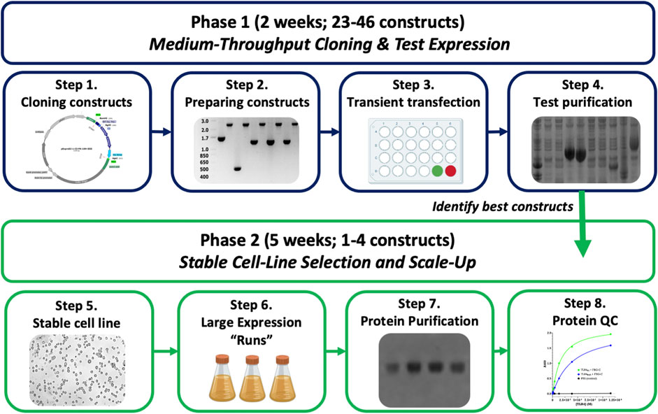 Frontiers | FAS2FURIOUS: Moderate-Throughput Secreted Expression of ...