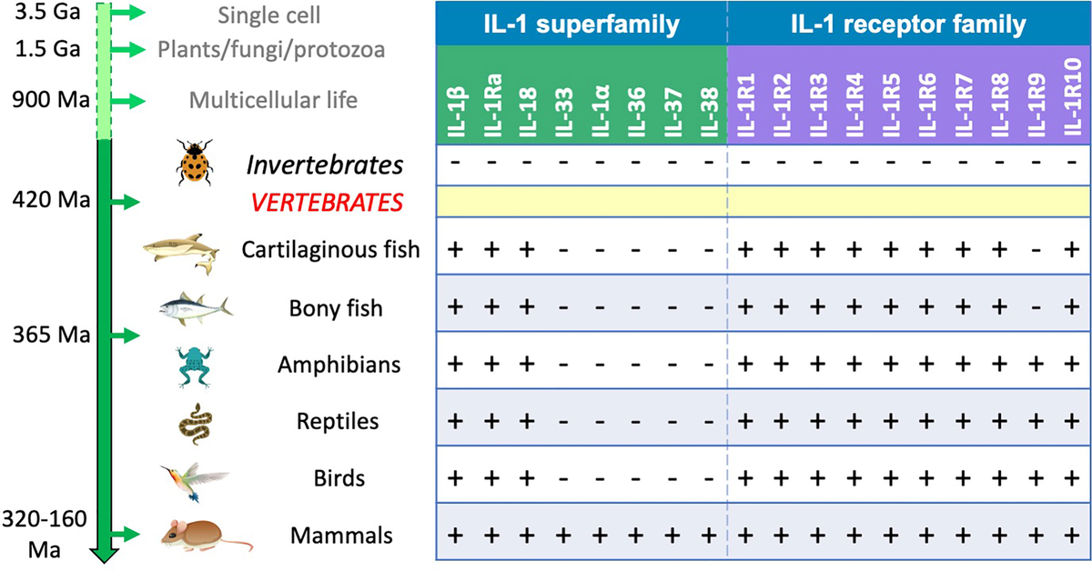 Frontiers | What Is IL-1 for? The Functions of Interleukin-1 Across ...