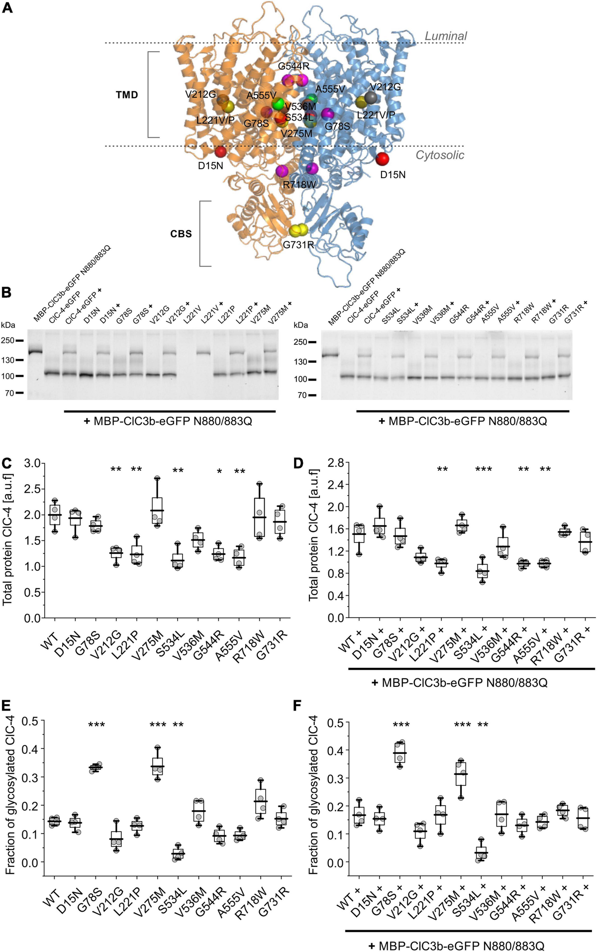 Frontiers | Functional Characterization of CLCN4 Variants Associated ...