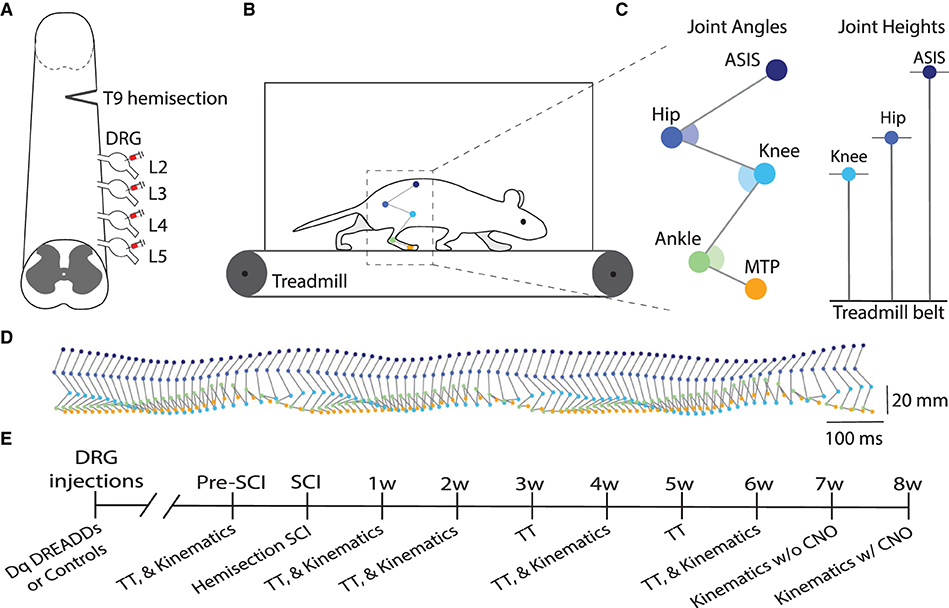 Frontiers | Chemogenetic modulation of sensory afferents induces ...