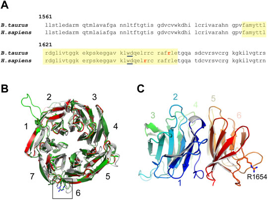 Frontiers | A Non-Synonymous Point Mutation in a WD-40 Domain Repeat of ...