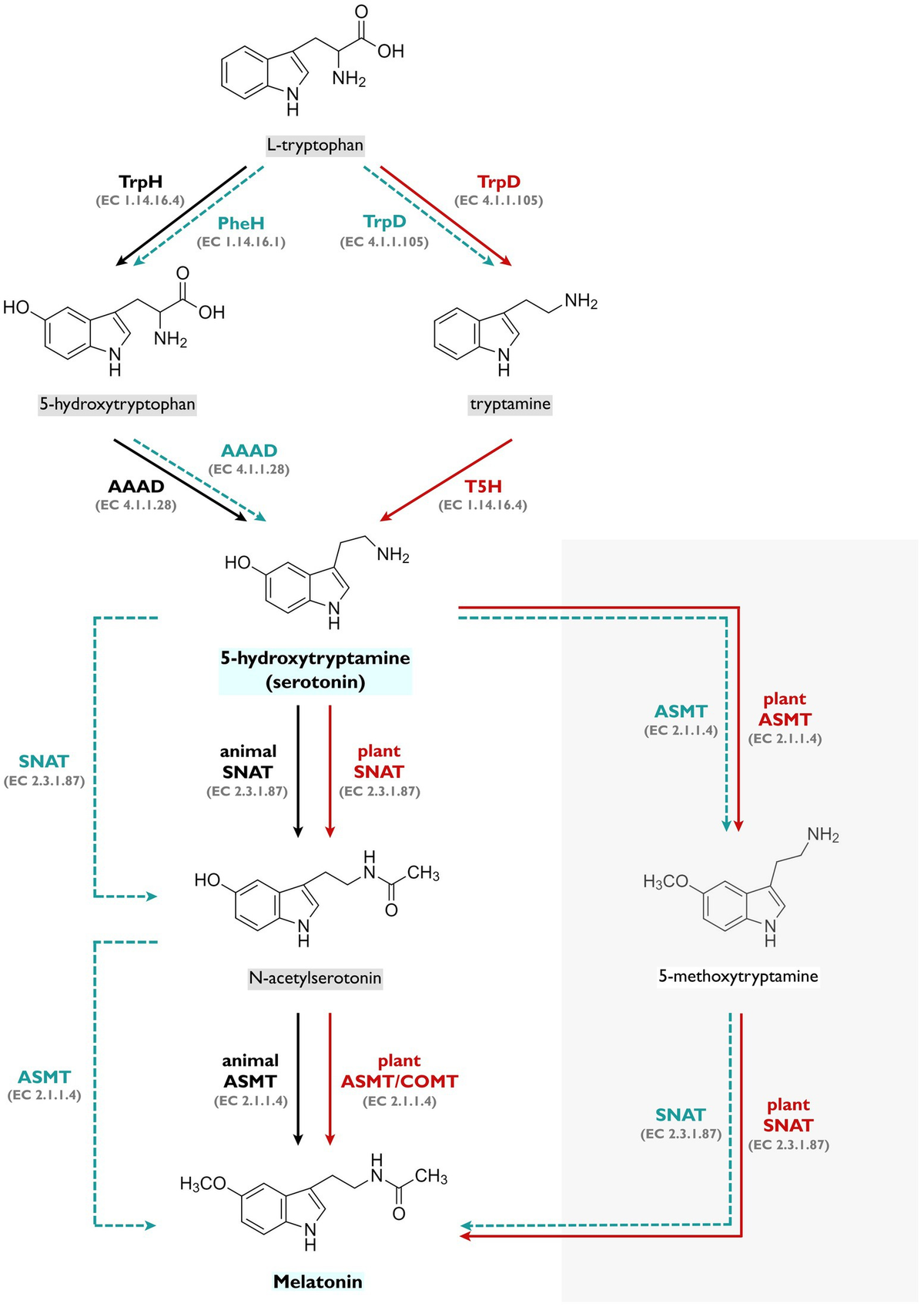 Frontiers | Enzyme Promiscuity in Serotonin Biosynthesis, From Bacteria ...