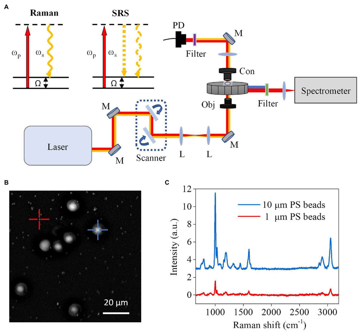 Frontiers | Compound Raman microscopy for rapid diagnosis and ...