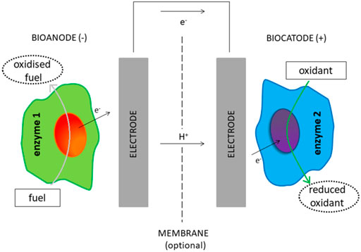 Frontiers | Advancements in Bioelectricity Generation Through ...