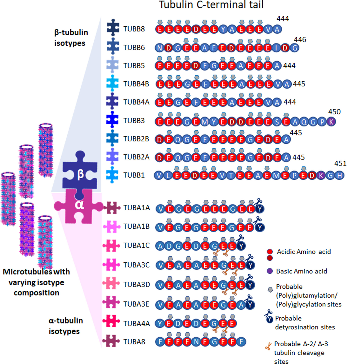 Frontiers | Tubulin Isotypes: Emerging Roles in Defining Cancer Stem ...
