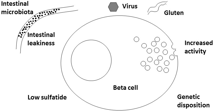 Frontiers | The etiology and pathogenesis of type 1 diabetes – A ...