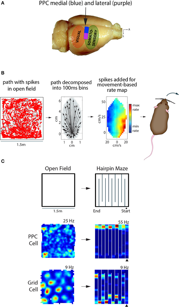 Frontiers | Navigating actions through the rodent parietal cortex