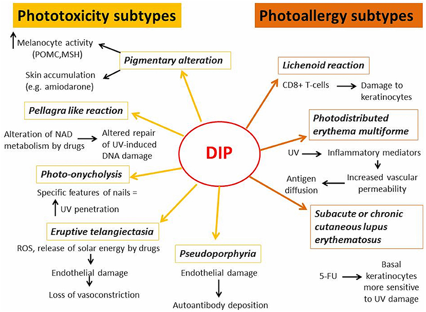 Frontiers | Drug-Induced Photosensitivity: Clinical Types of ...