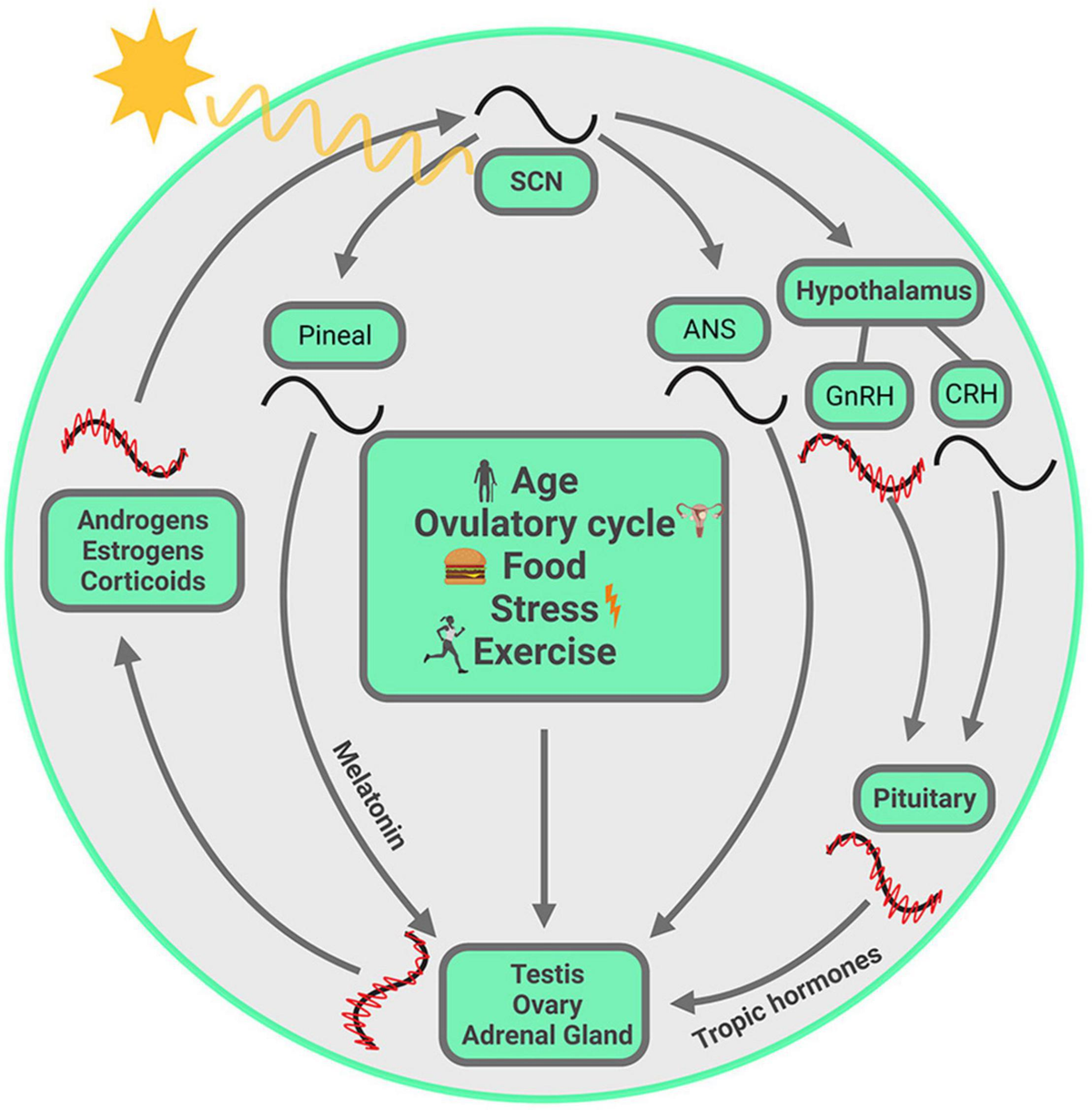 Frontiers | Mutual Shaping of Circadian Body-Wide Synchronization by ...