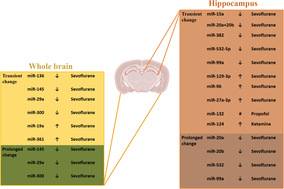Frontiers | The Role of Epigenetic Modifications in Neurotoxicity ...