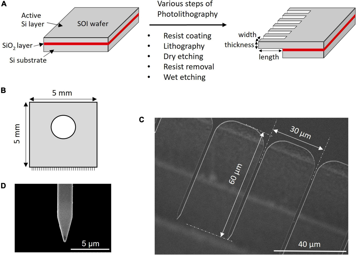 Frontiers | Microneedle Array-Assisted, Direct Delivery of Genome ...